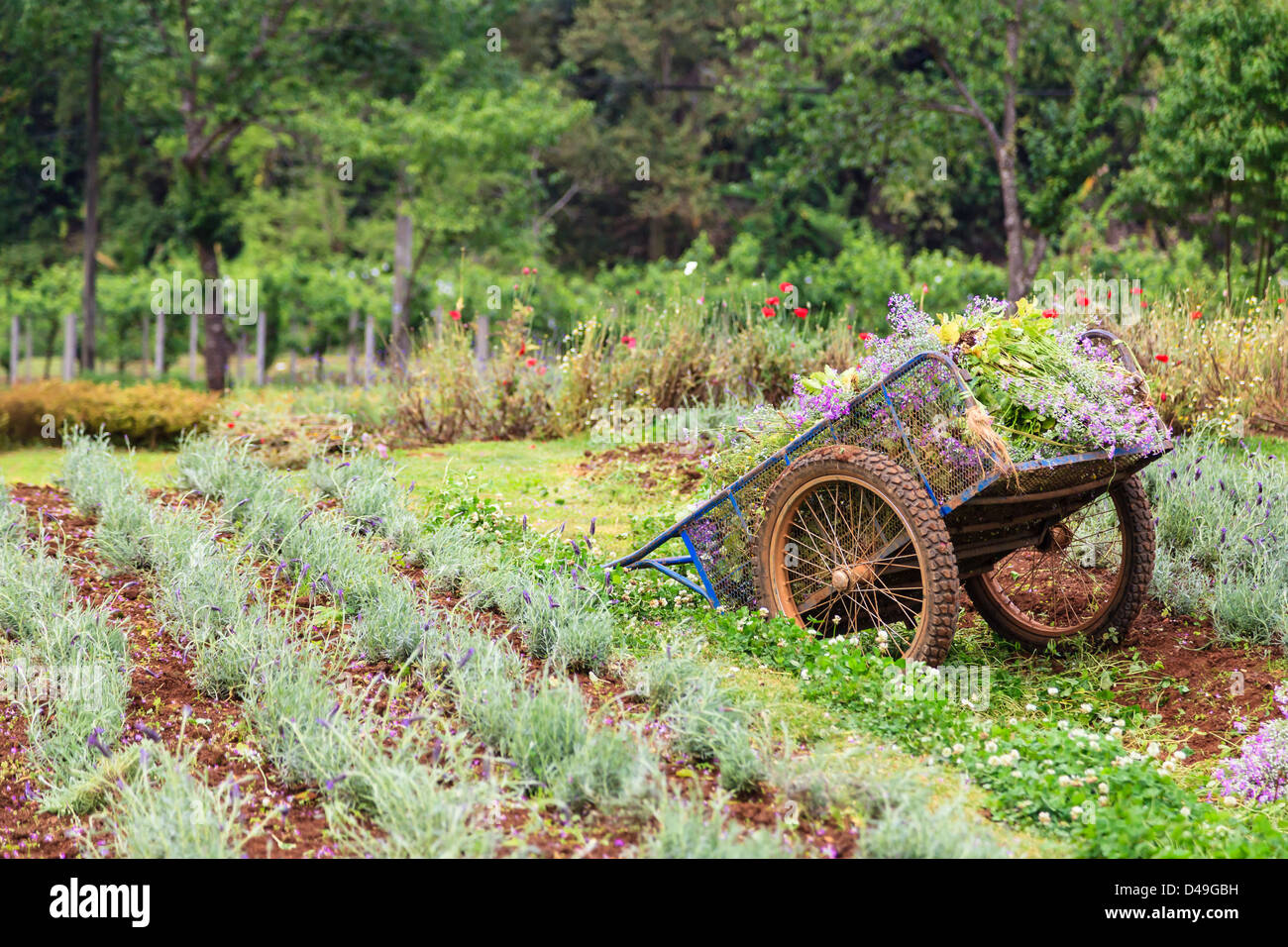 An old pushcart in the flowers field Stock Photo - Alamy