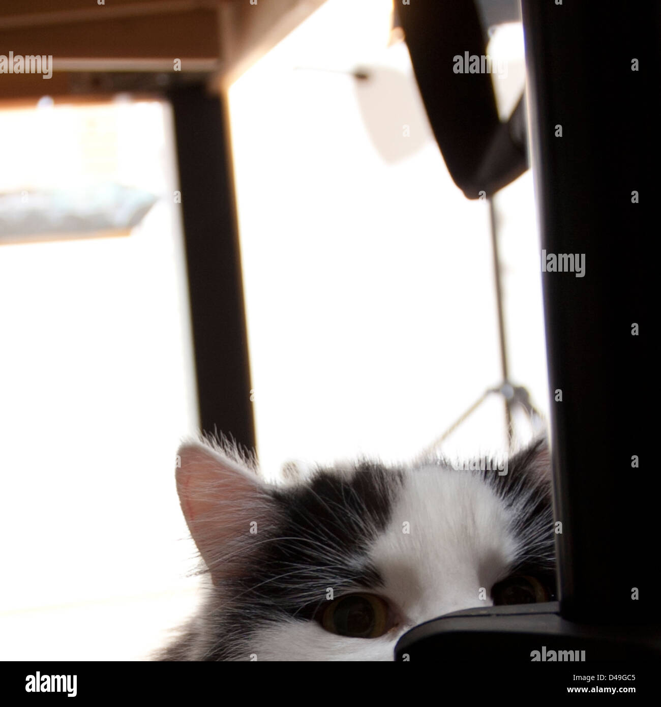 Jenny the cat under a table Stock Photo - Alamy