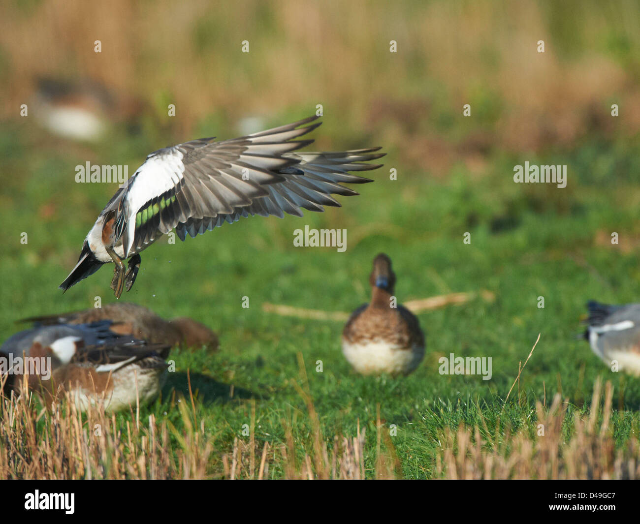 Wigeon in flight Stock Photo - Alamy