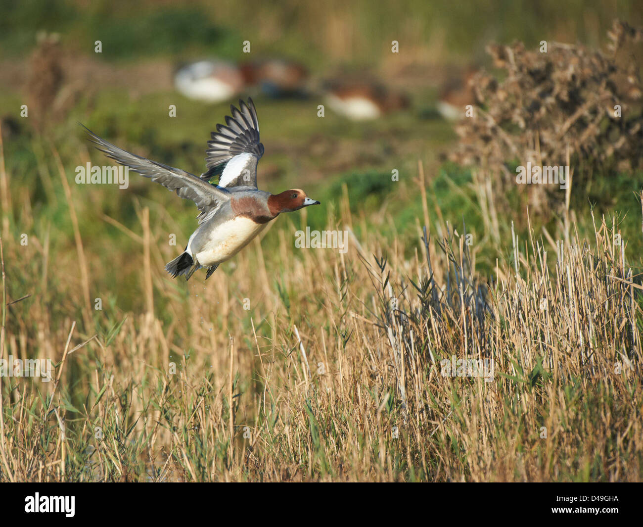 Wigeon in flight Stock Photo - Alamy