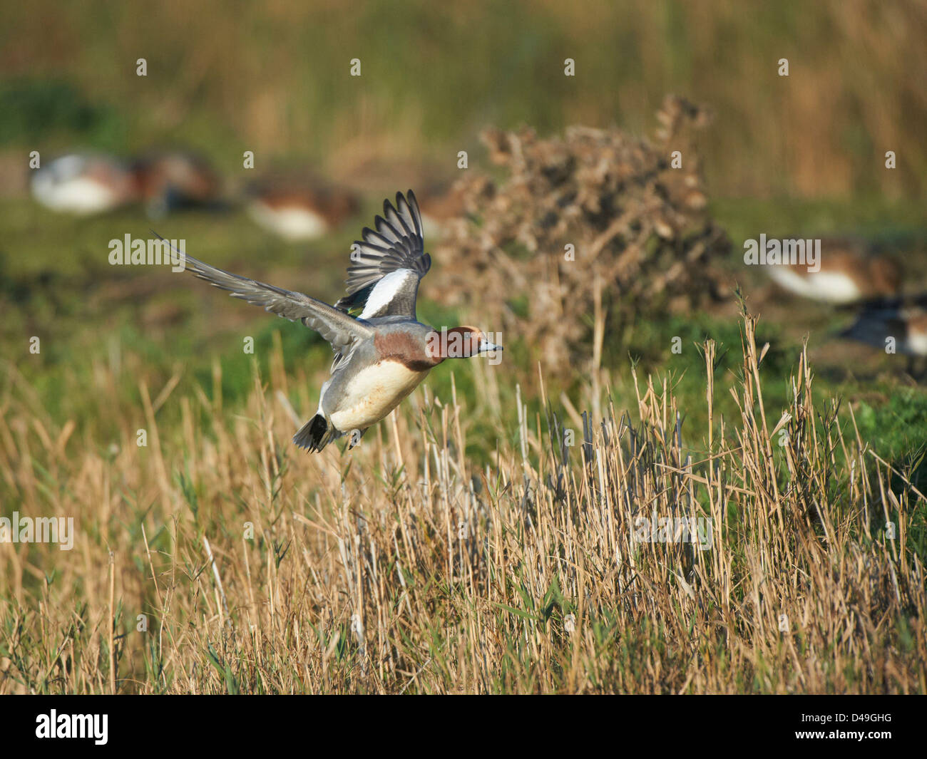 Wigeon in flight Stock Photo - Alamy