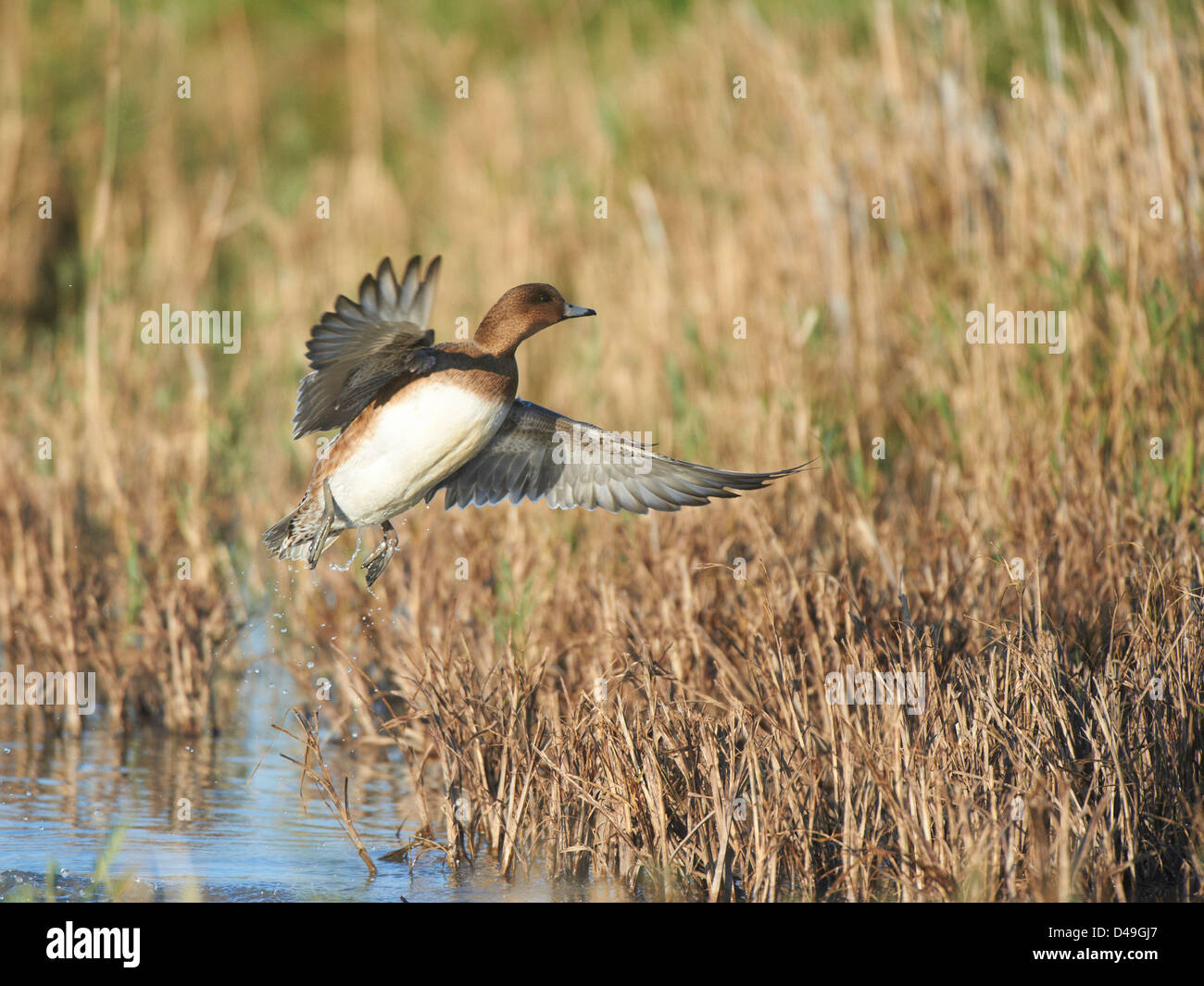 Wigeon in flight Stock Photo - Alamy