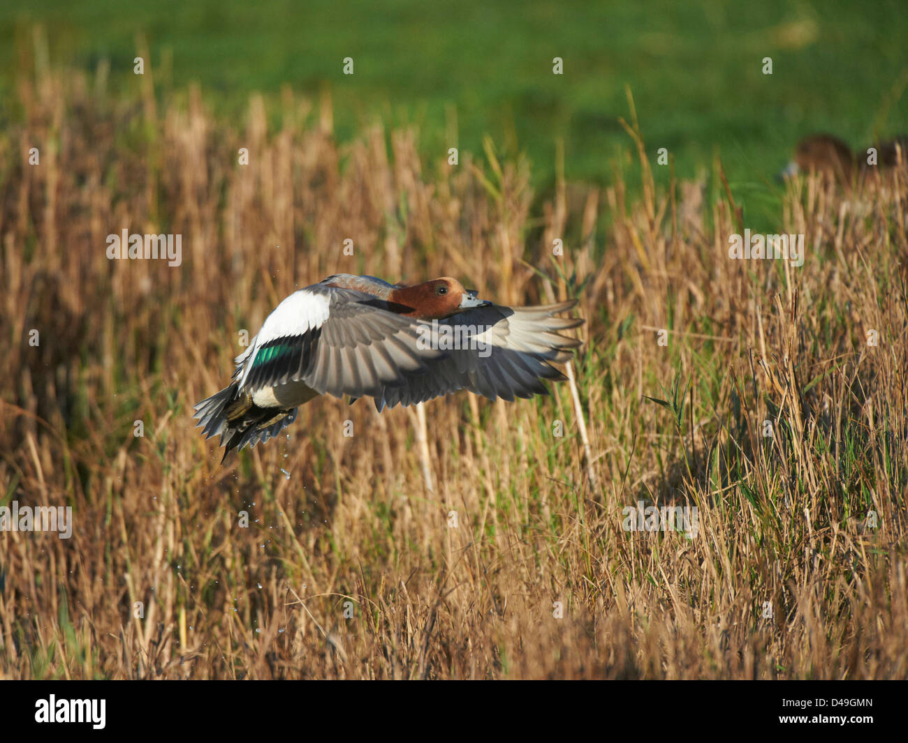 Wigeon in flight Stock Photo - Alamy
