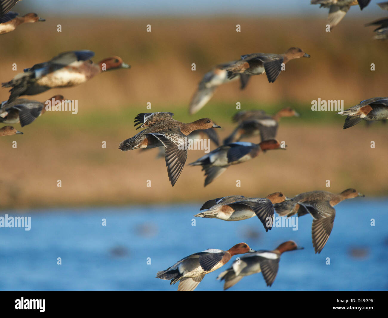 Wigeon in flight Stock Photo - Alamy