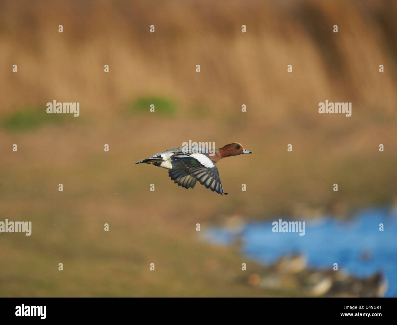 Wigeon in flight Stock Photo - Alamy
