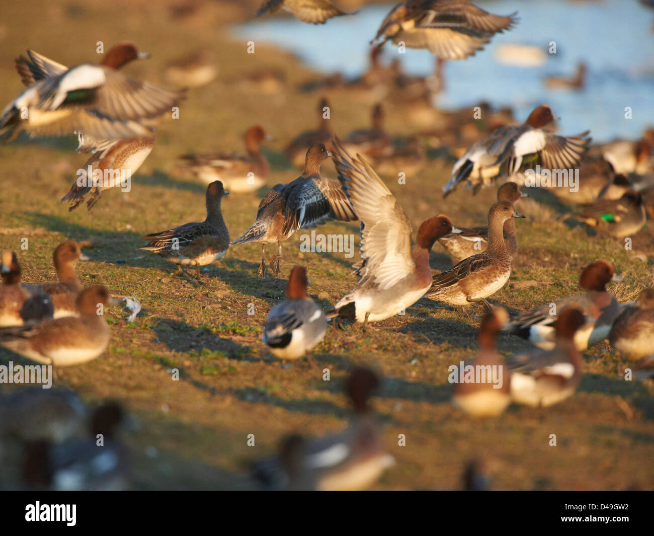 Wigeon in flight Stock Photo - Alamy
