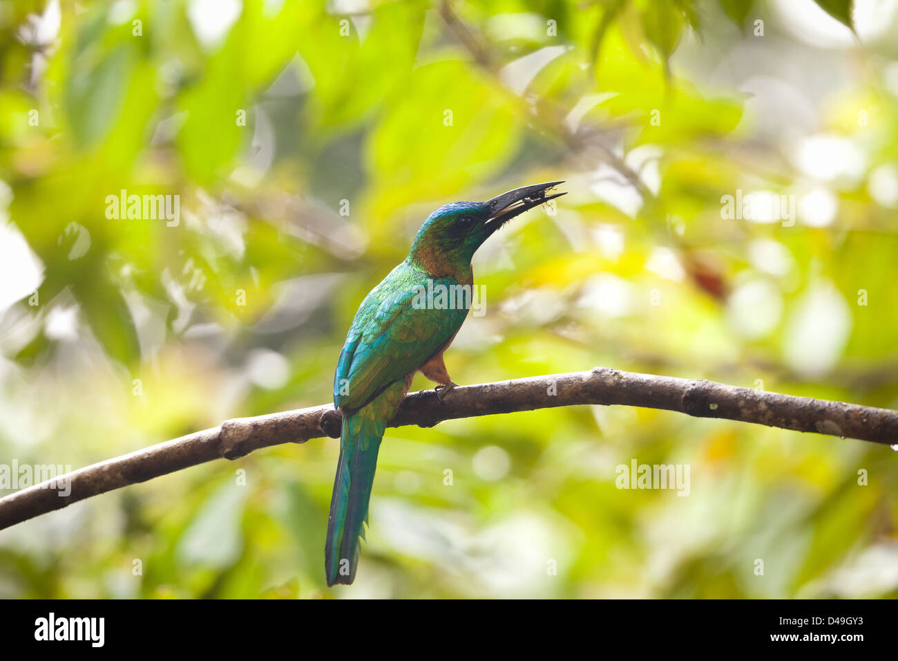 Great Jacamar, Jacamerops aureus, eating Bullet Ant in Burbayar nature ...