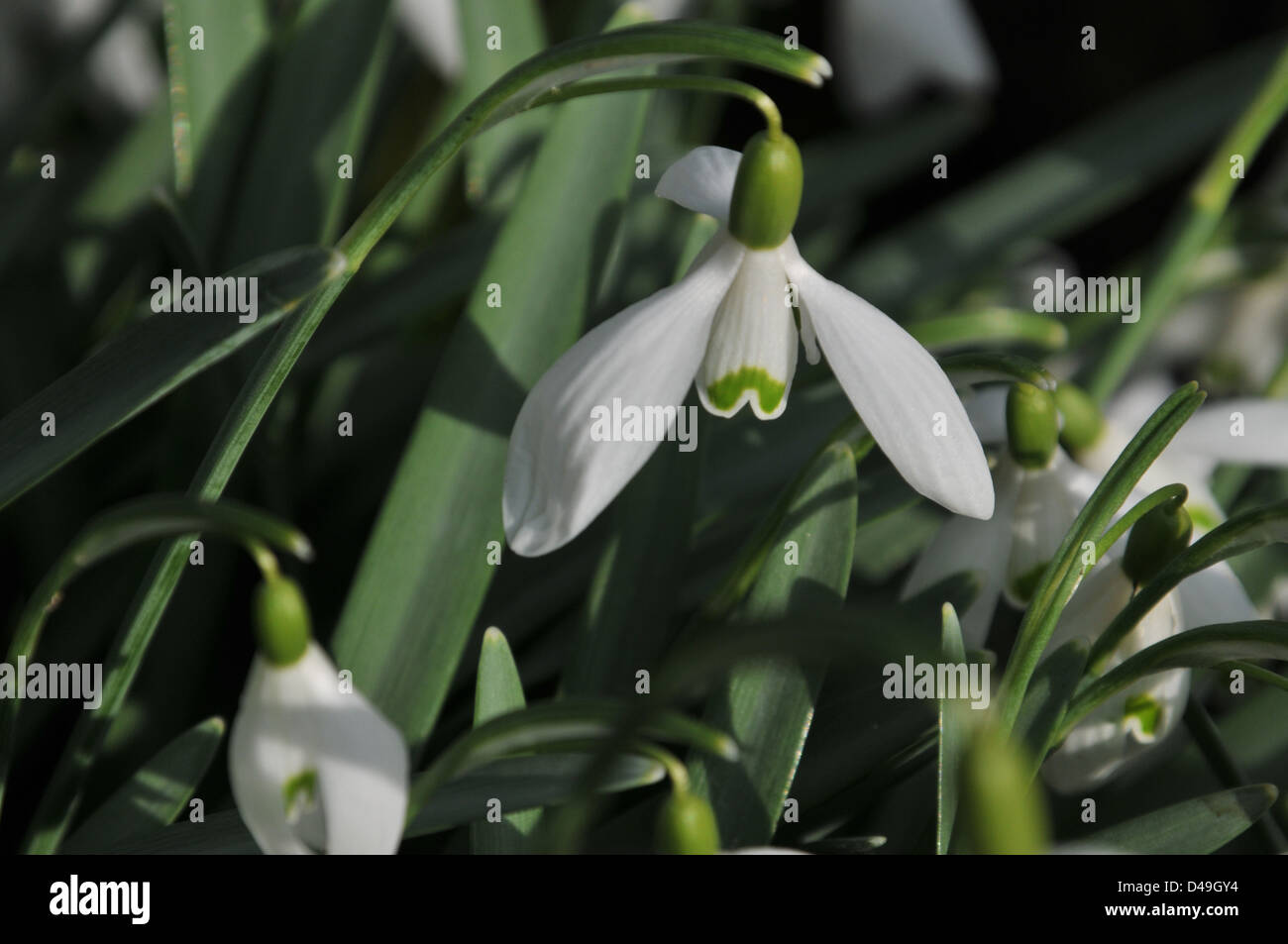 Weeds in roots hi-res stock photography and images - Alamy