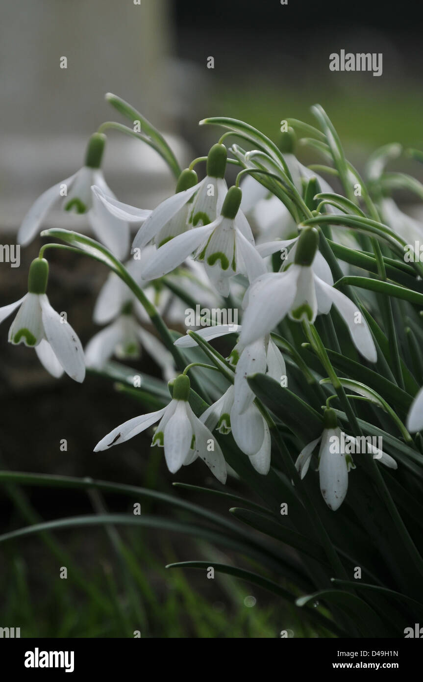 White snowdrops flowers in sunny hi-res stock photography and images ...