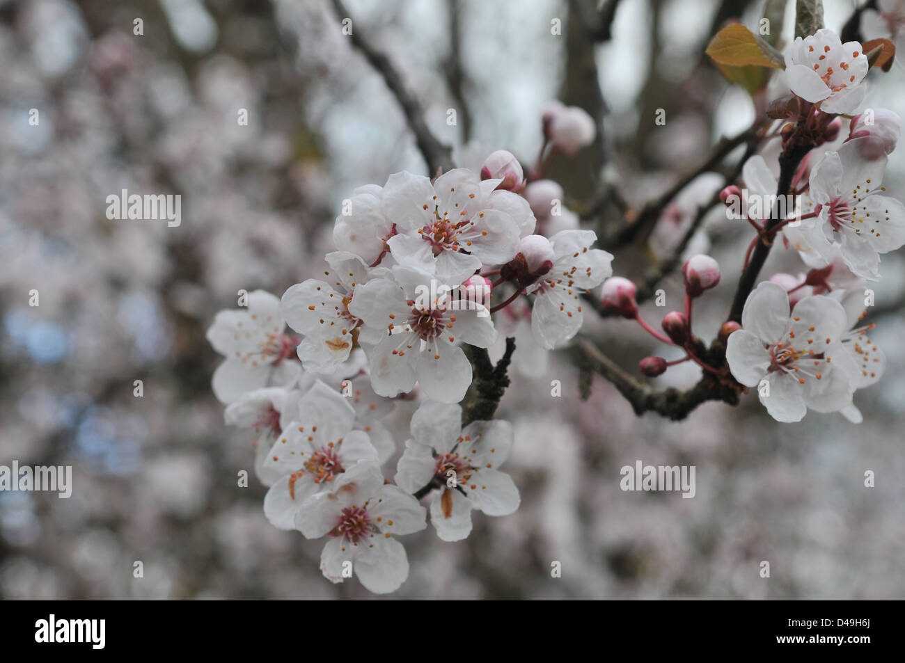 Blossom tree with roots hi-res stock photography and images - Alamy