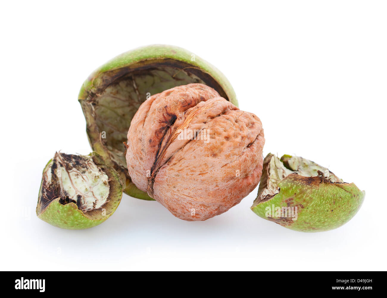 Giant walnut isolated on white Stock Photo - Alamy