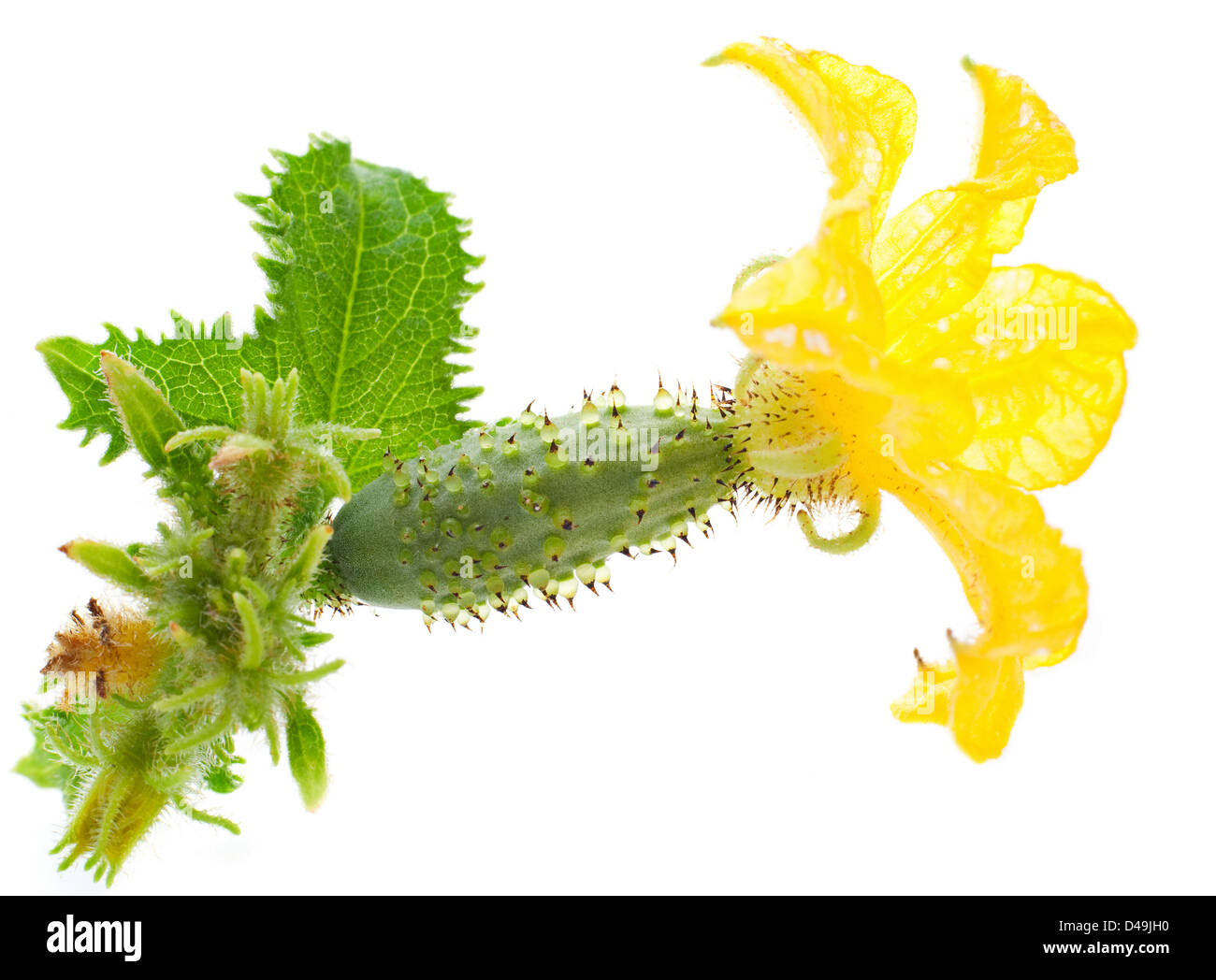 Cucumber flower Cut Out Stock Images & Pictures - Alamy