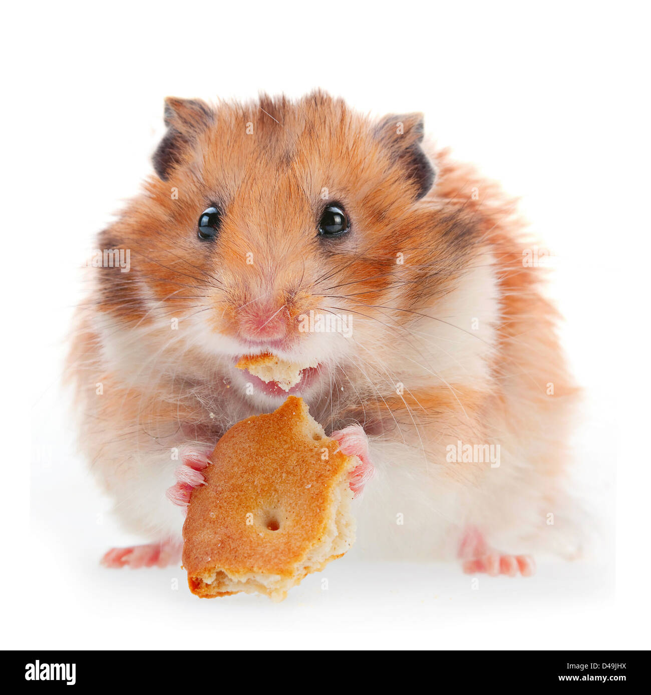Hamster eat cookie isolated on white Stock Photo - Alamy