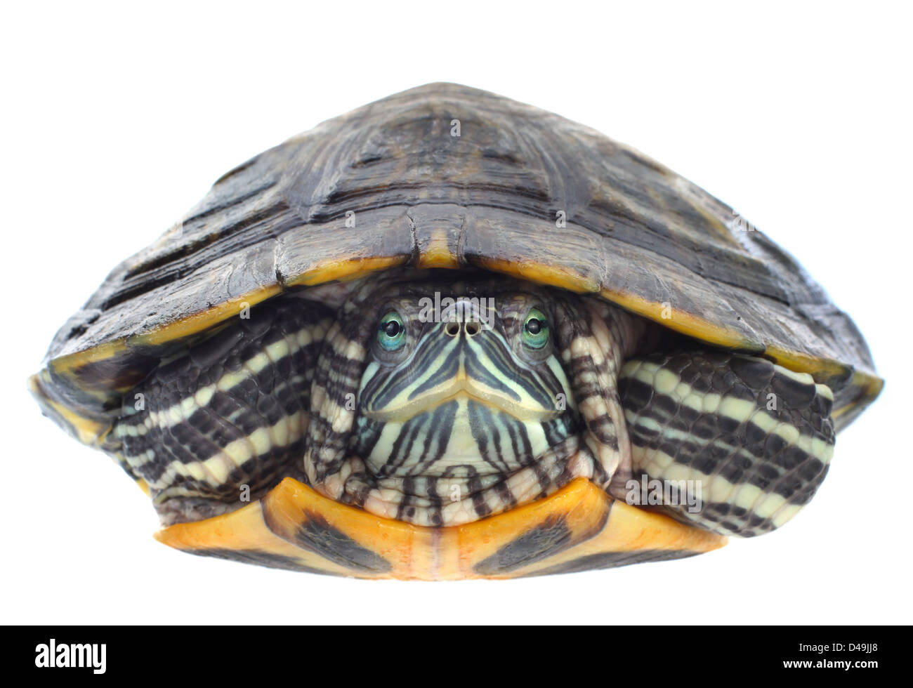 Red-eared slider isolated on white Stock Photo - Alamy