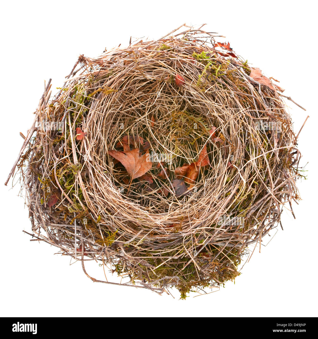 Empty bird nest on white hi-res stock photography and images - Alamy
