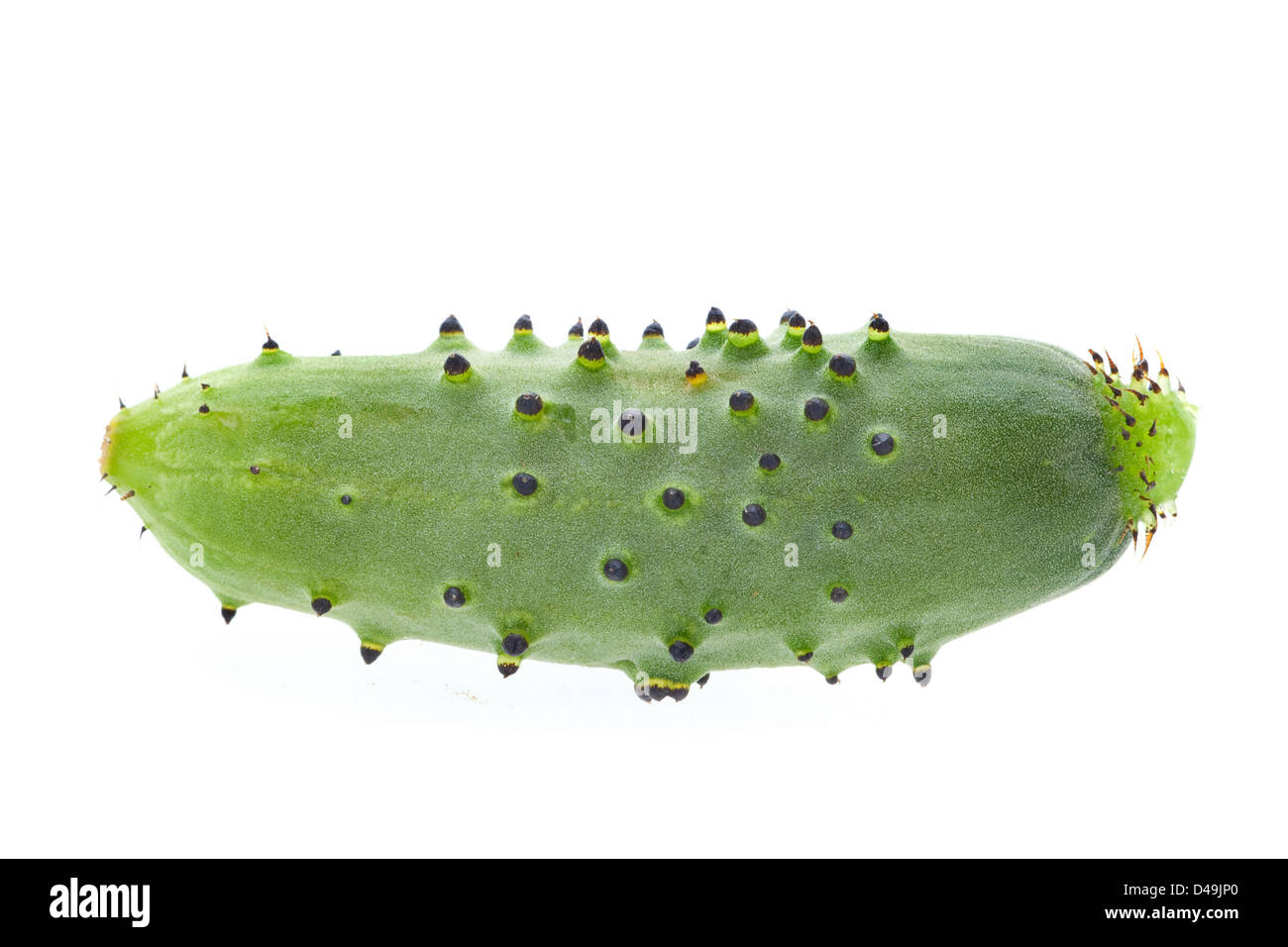 Small cucumber hi-res stock photography and images - Alamy