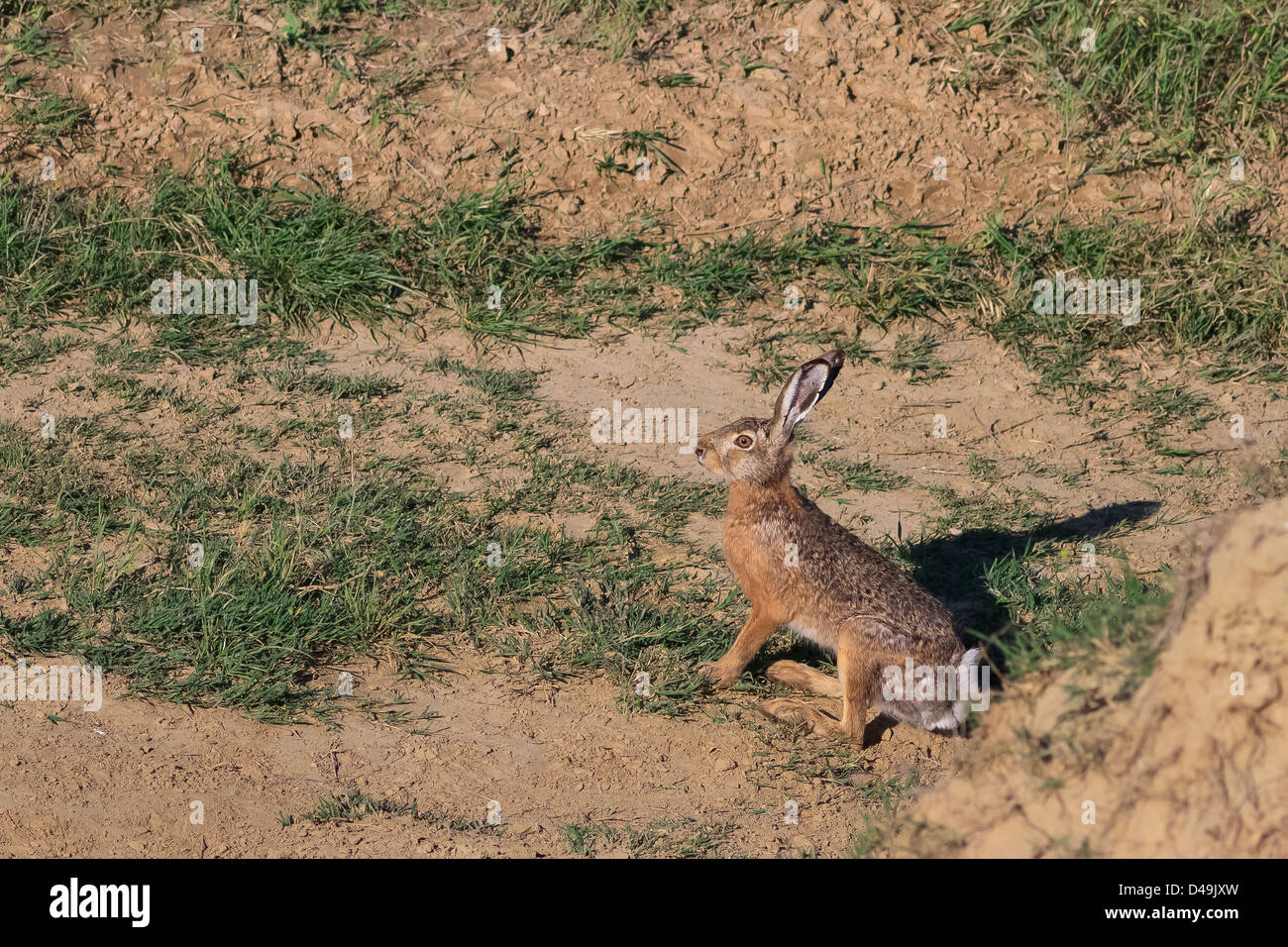 european brown hare Stock Photo - Alamy