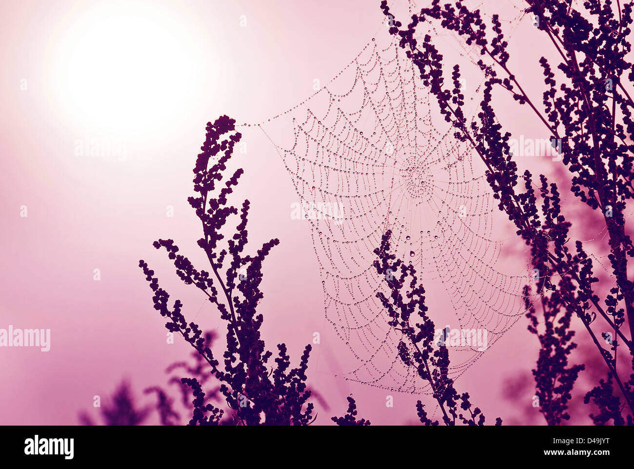 Spider web in water drop closeup Stock Photo - Alamy