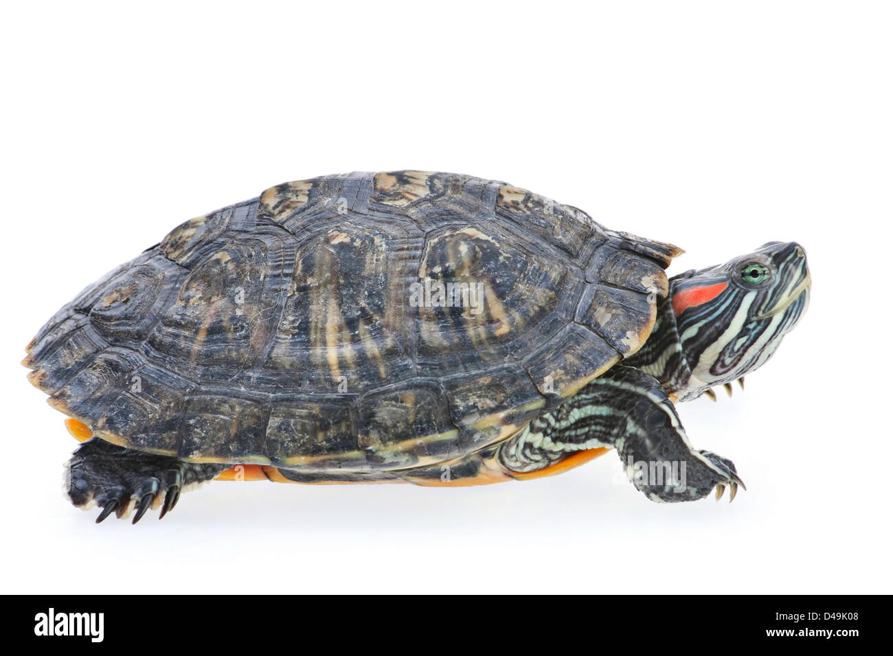 Red eared turtle shell Cut Out Stock Images & Pictures - Alamy