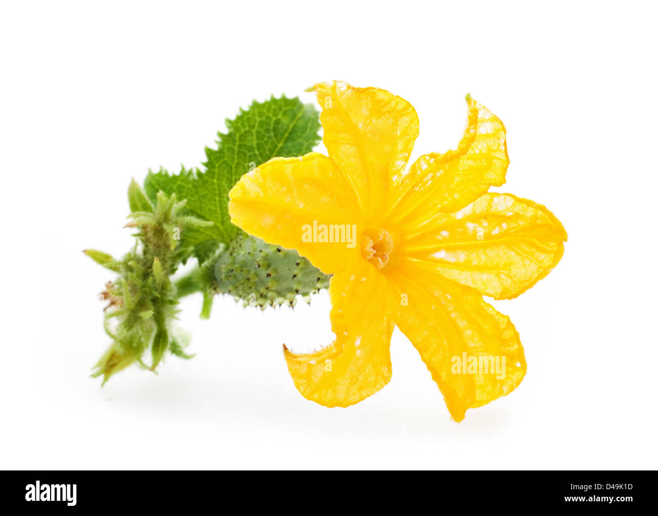 Cucumber flower Cut Out Stock Images & Pictures - Alamy