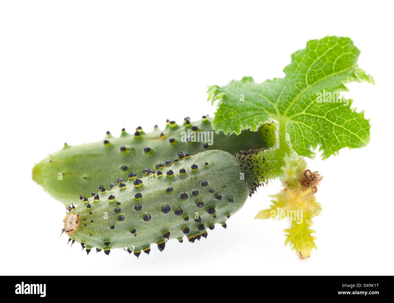 Young small cucumber isolated on white Stock Photo - Alamy