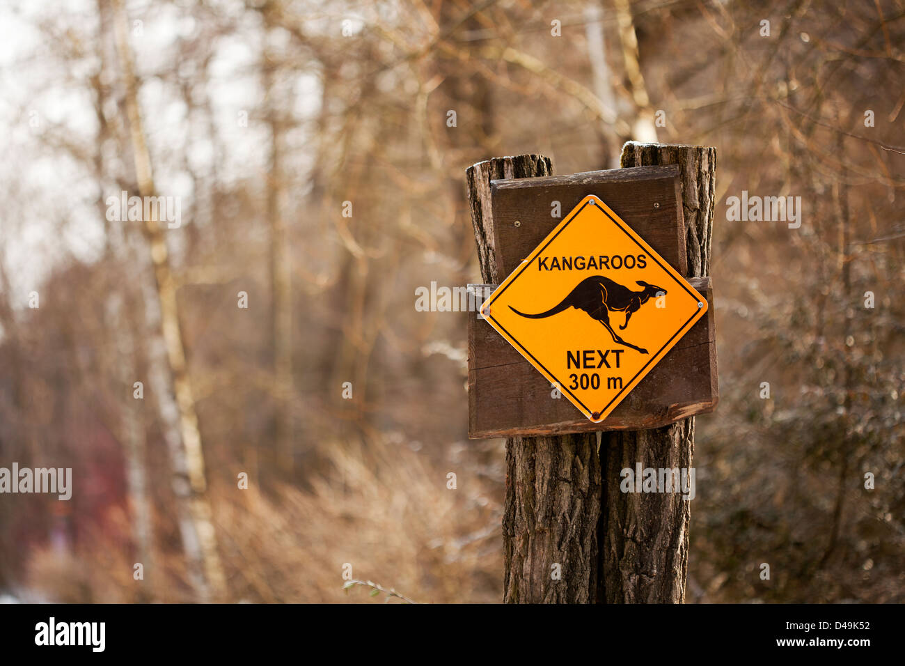 kangaroo next 300 m Sign Stock Photo - Alamy