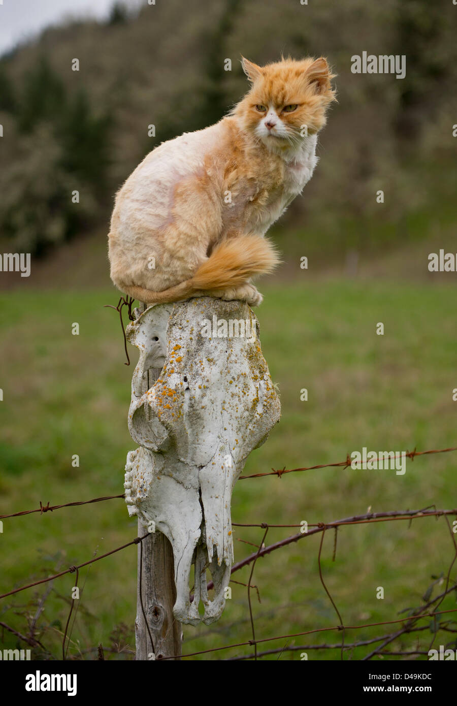 Robin rather hi-res stock photography and images - Alamy