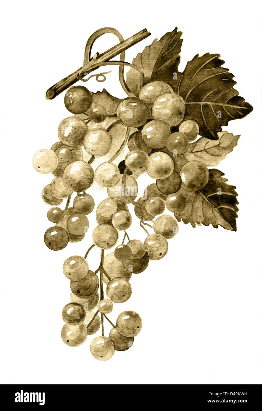 Sepia sepia Cut Out Stock Images & Pictures - Alamy