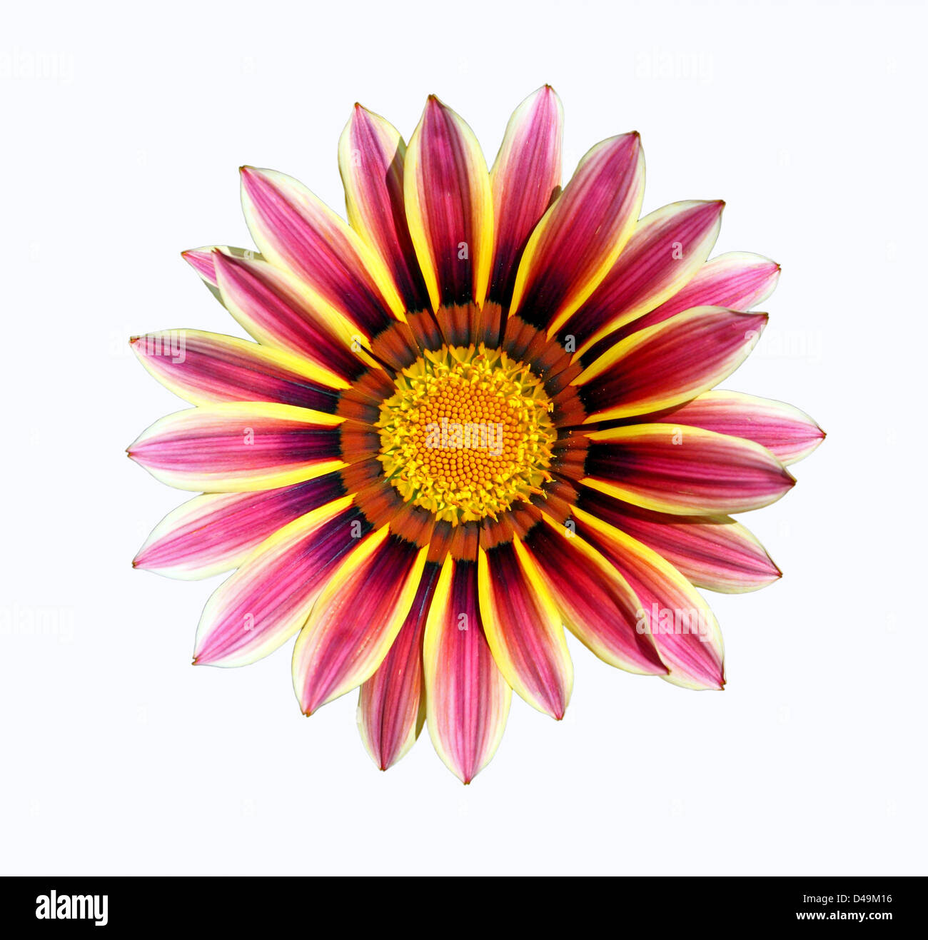 Gazania hi-res stock photography and images - Alamy