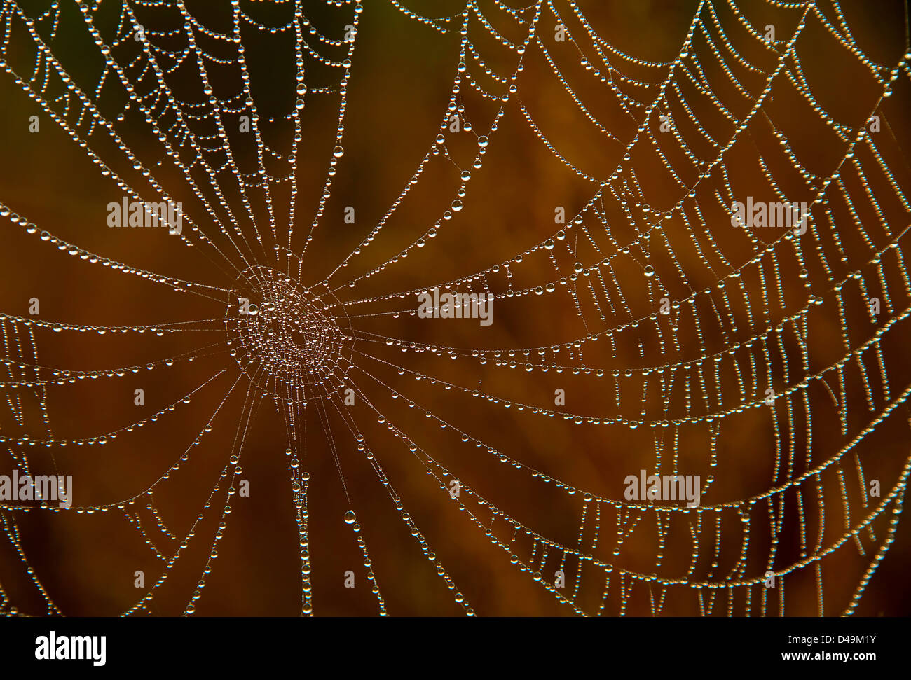 Spider web in water drop closeup Stock Photo - Alamy