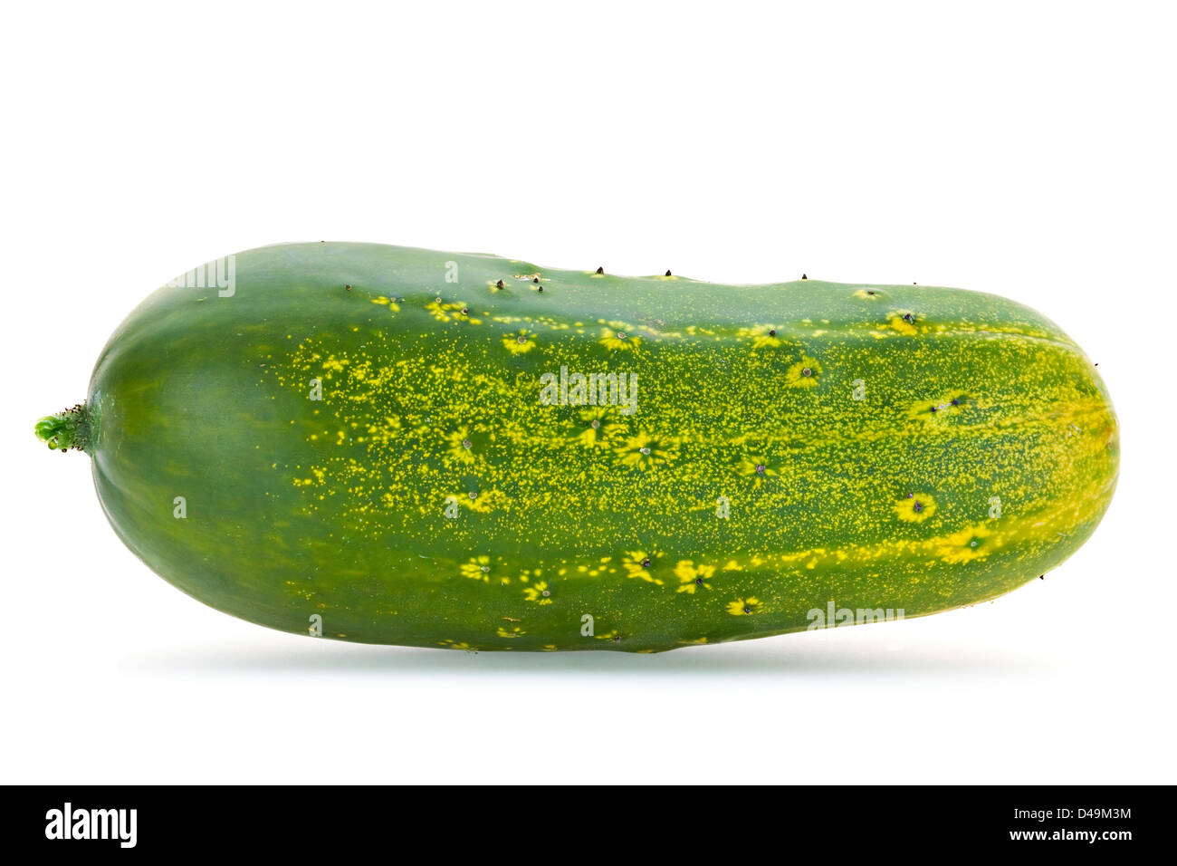 Giant cucumber overripe isolated on white background Stock Photo - Alamy