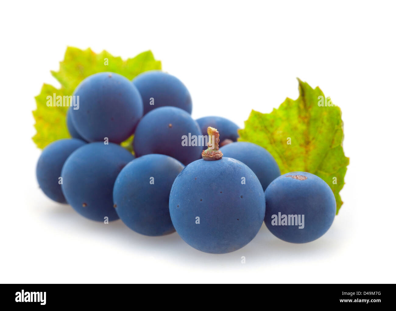 Blue grape hi-res stock photography and images - Alamy