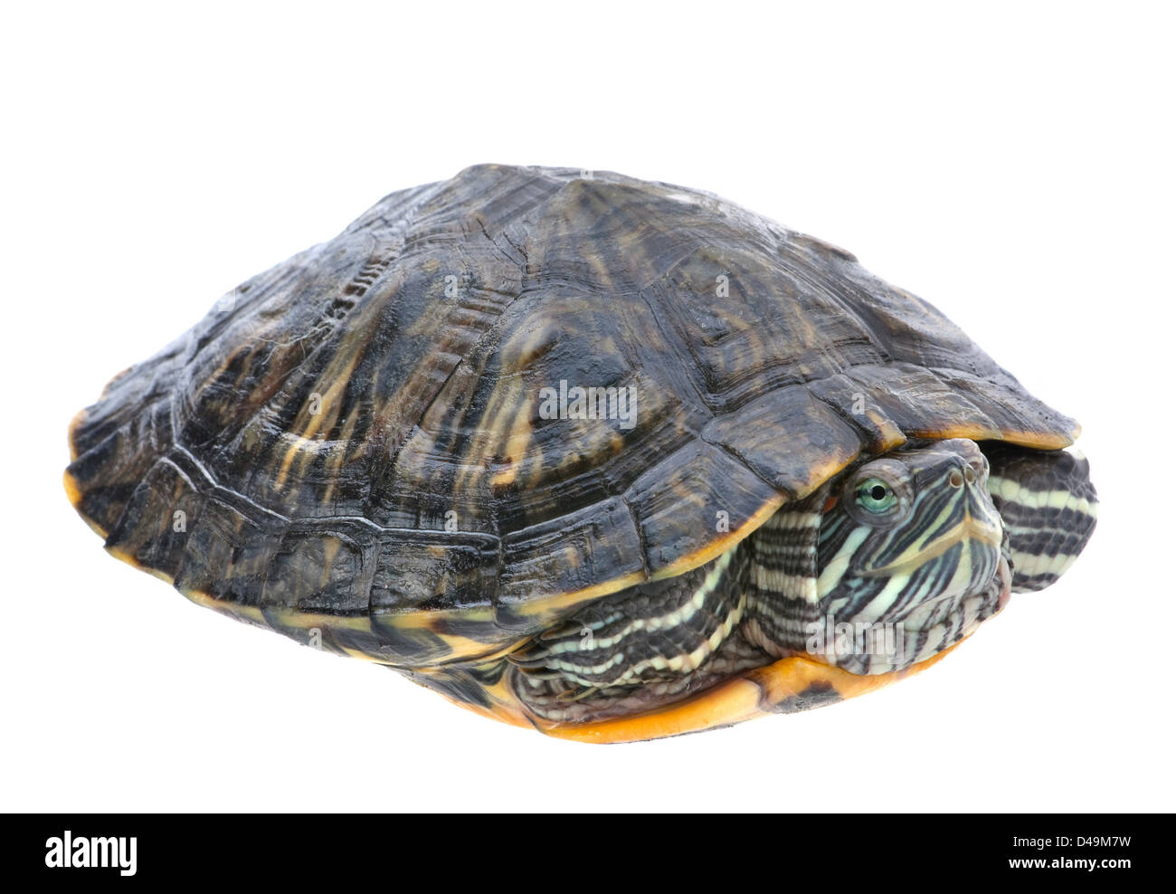 Red eared slider shell hi-res stock photography and images - Alamy