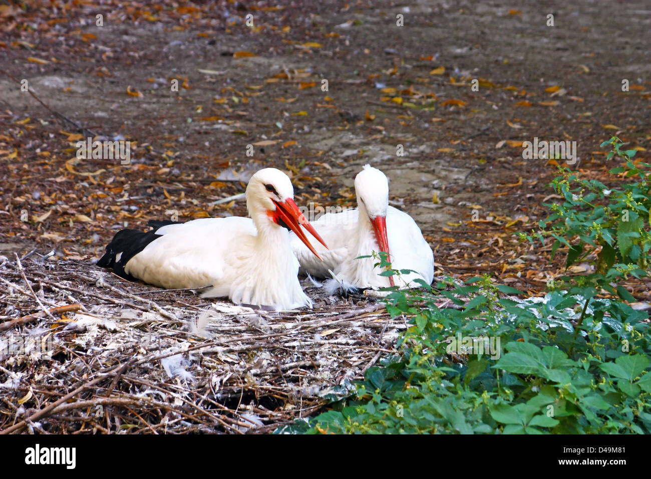 Two storks lay in the nest Stock Photo - Alamy