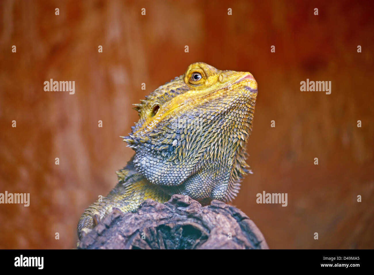 Central bearded dragon, pogona vitticeps, agamid lizard Stock Photo - Alamy