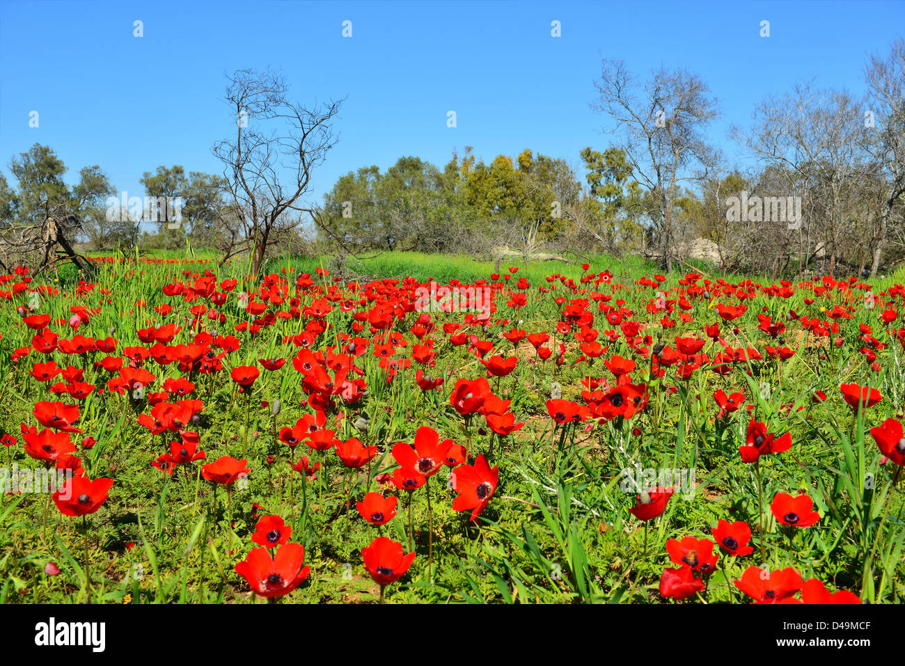 A field of beautiful red flowers. Dry trees, blue sky and green grass ...