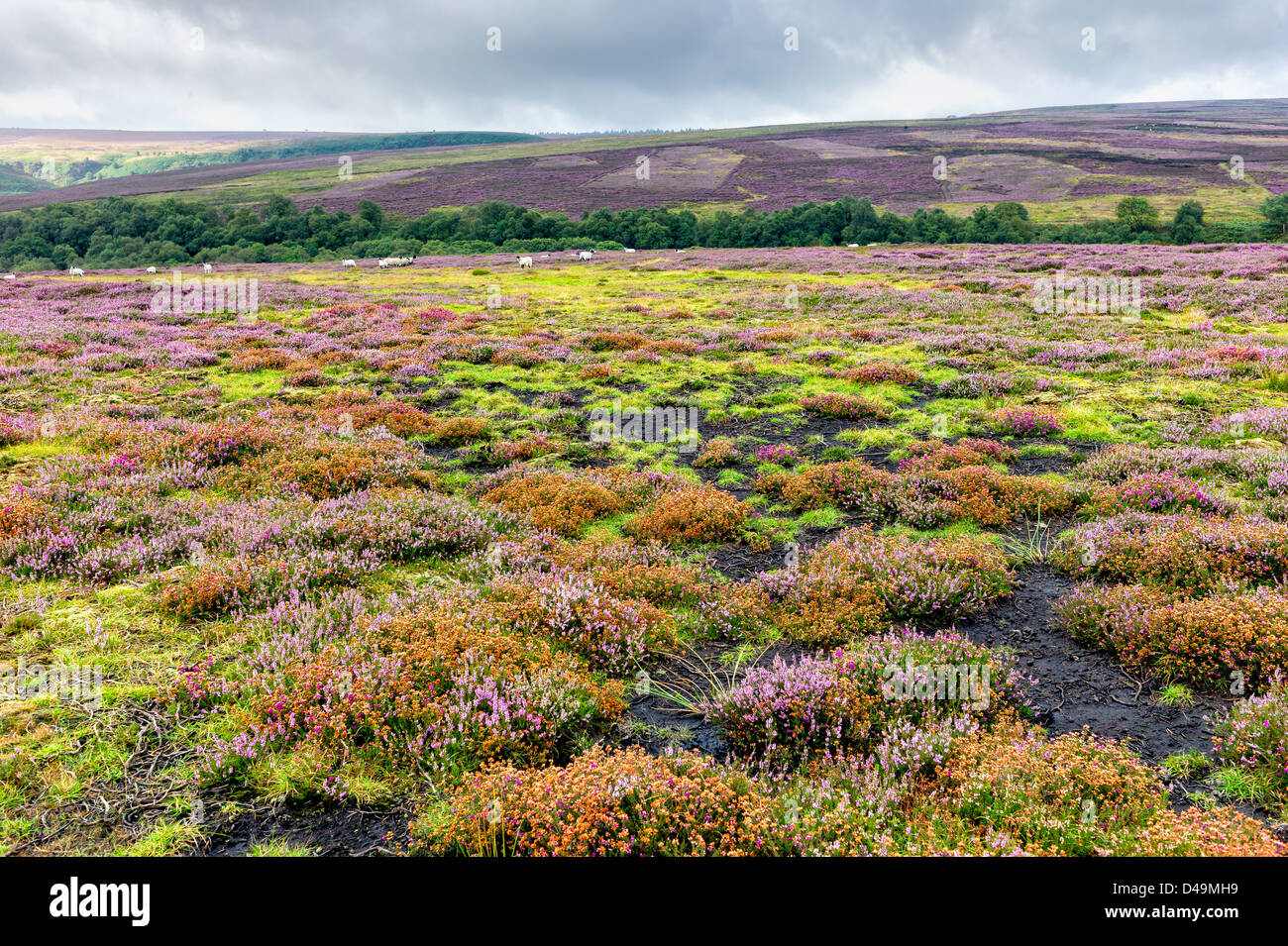 Peat bog england beautiful hi-res stock photography and images - Alamy