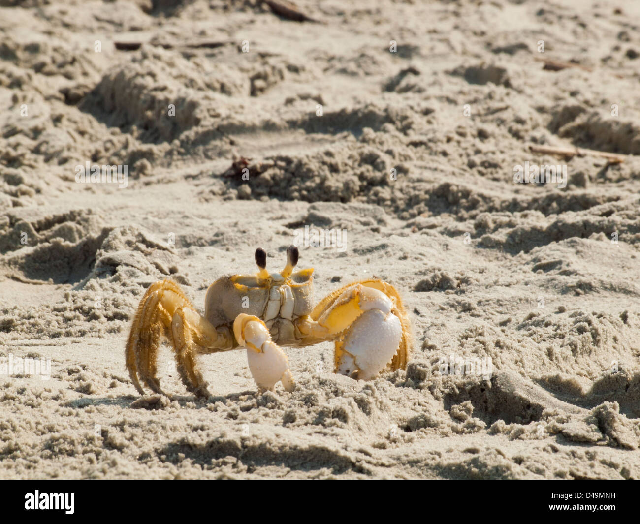 Myrtle Beach is a coastal city on the east coast of the United States ...