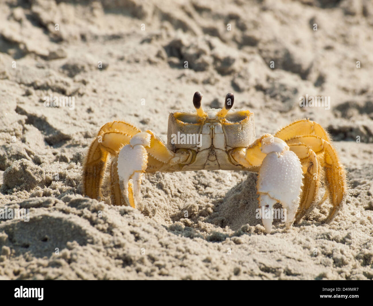 Myrtle Beach is a coastal city on the east coast of the United States ...