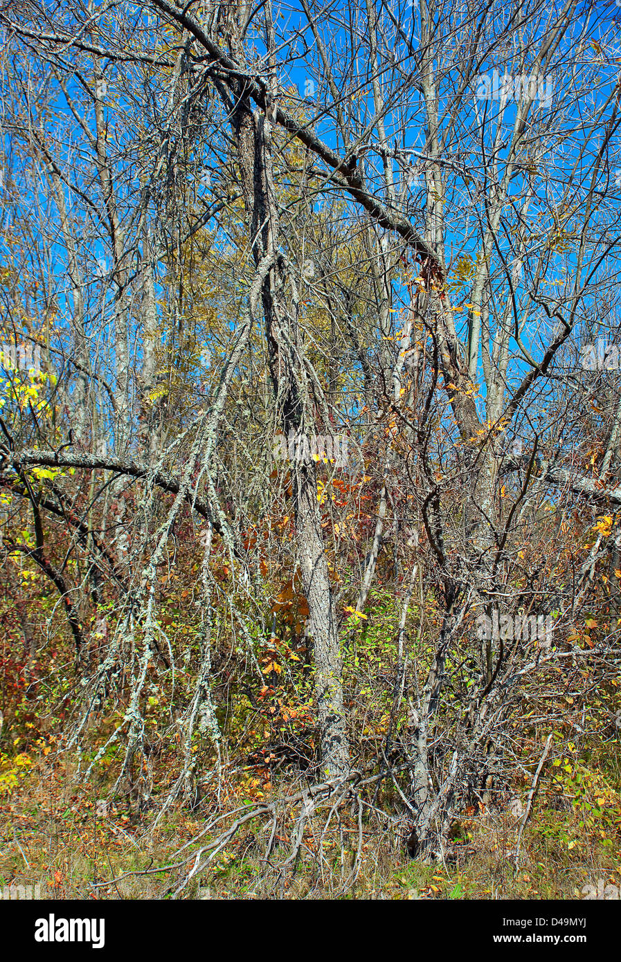 Broken tree in forest autumn Stock Photo - Alamy