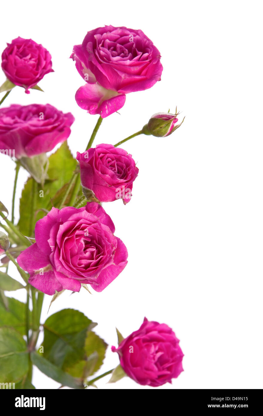 Wild pink rose head closeup isolated on white Stock Photo - Alamy