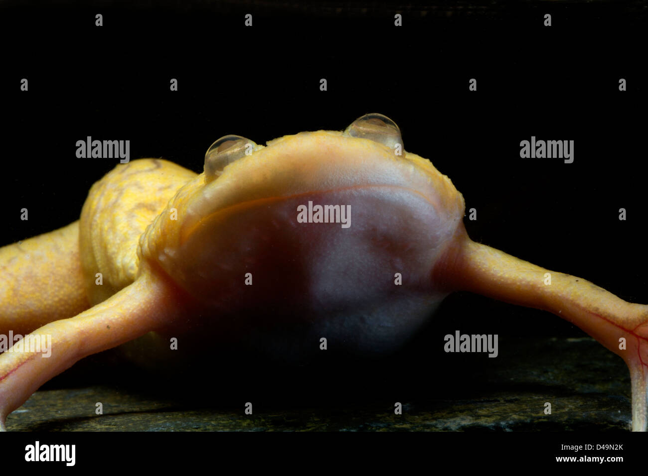 African clawed frog (Xenopus laevis), albino, captive Stock Photo - Alamy