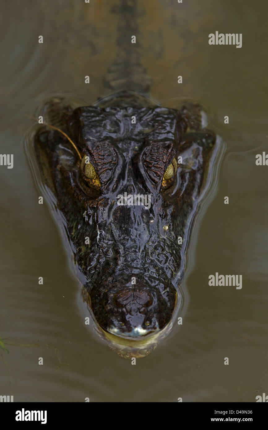 Spectacled Caiman -(Caiman crocodilus) - Costa Rica - Tropical ...
