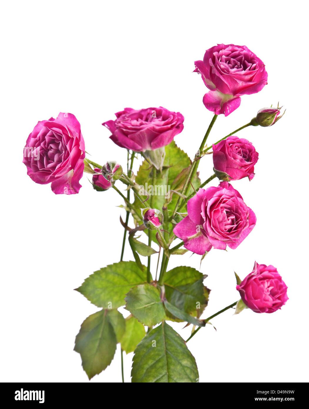 Wild pink rose head closeup isolated on white Stock Photo - Alamy