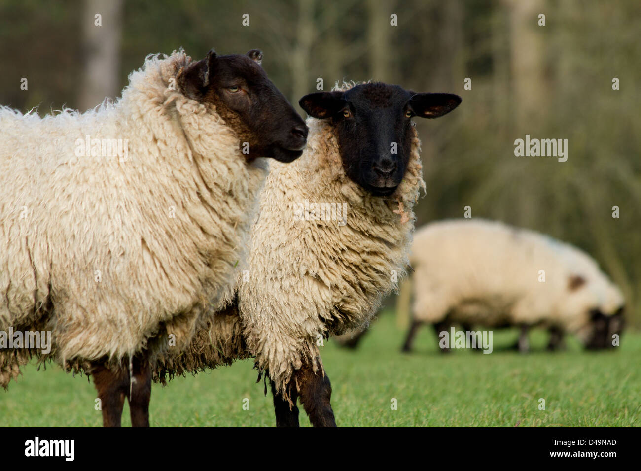 Sheep in coats hi-res stock photography and images - Alamy