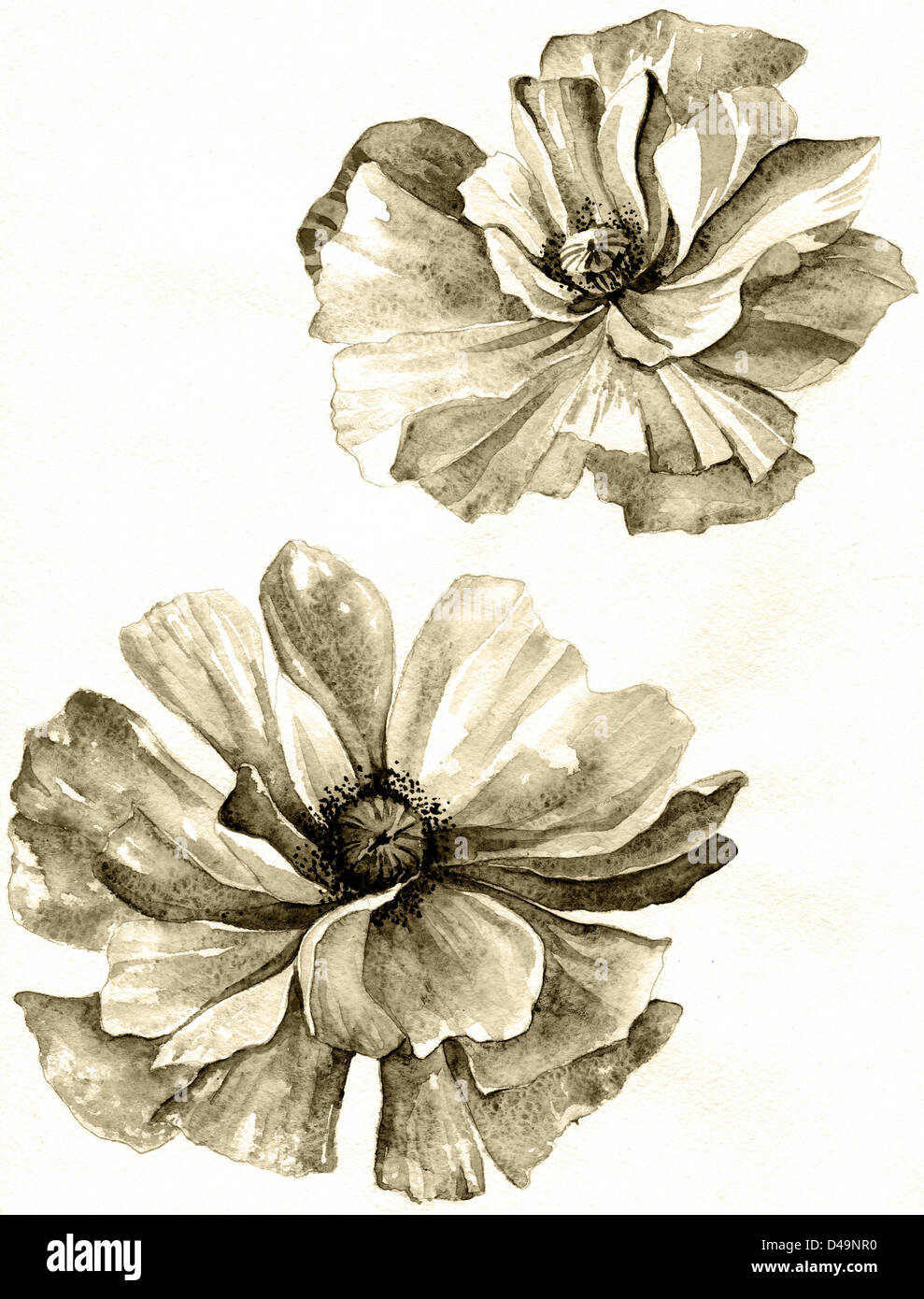 background with a flowers in sepia Stock Photo - Alamy