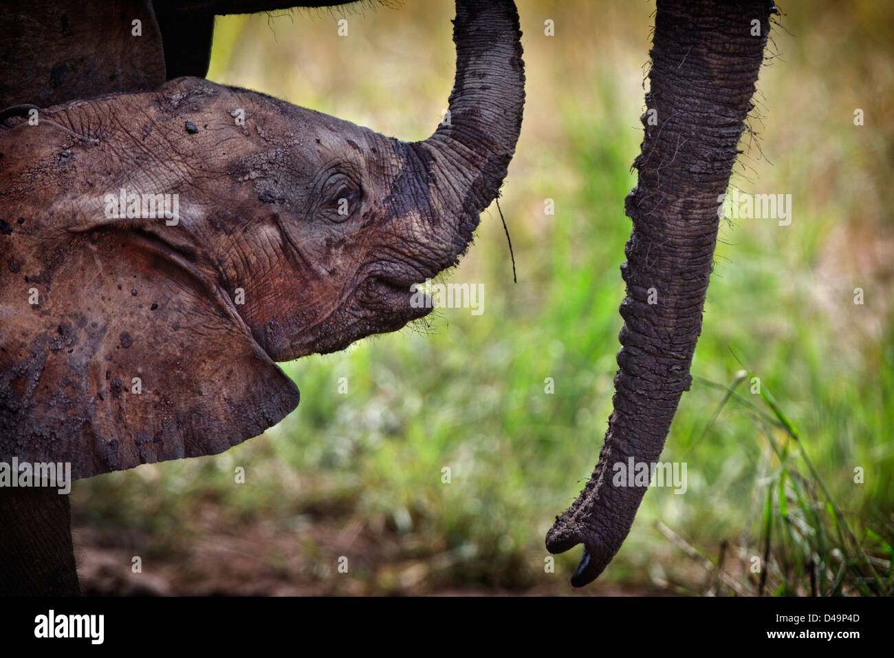 Baby elephant in the shadow of its mother. Tarangire National Park ...