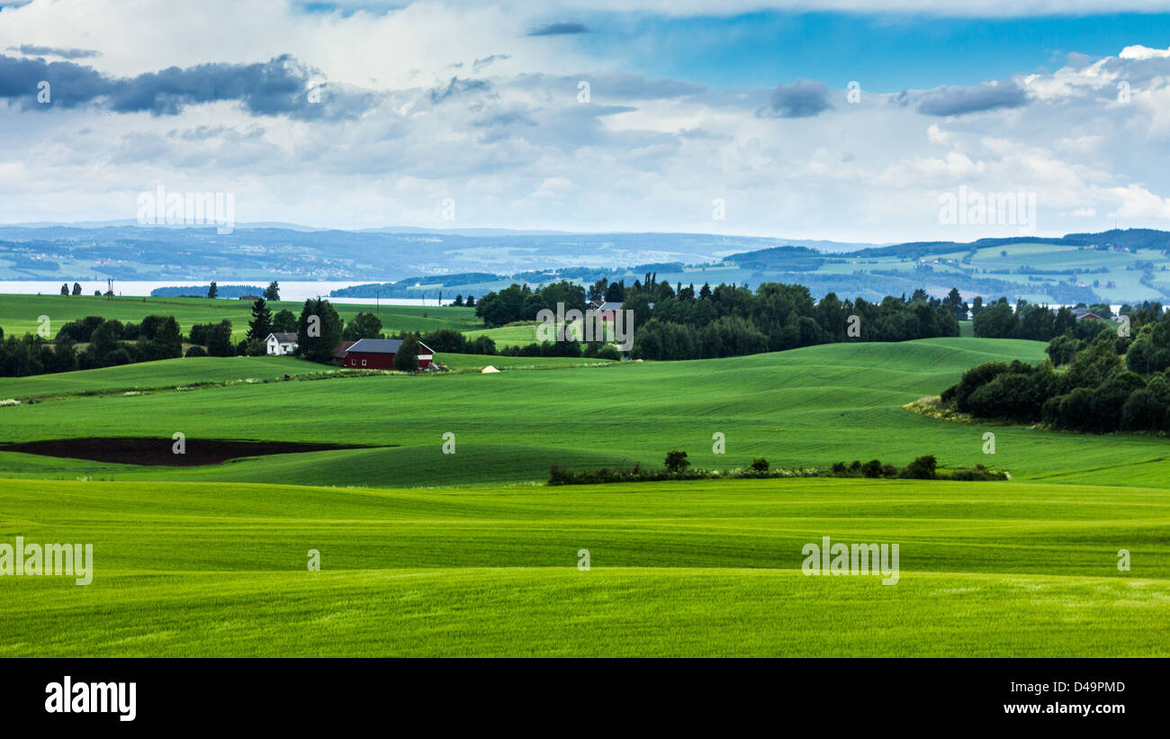 Green field of Norway Stock Photo - Alamy