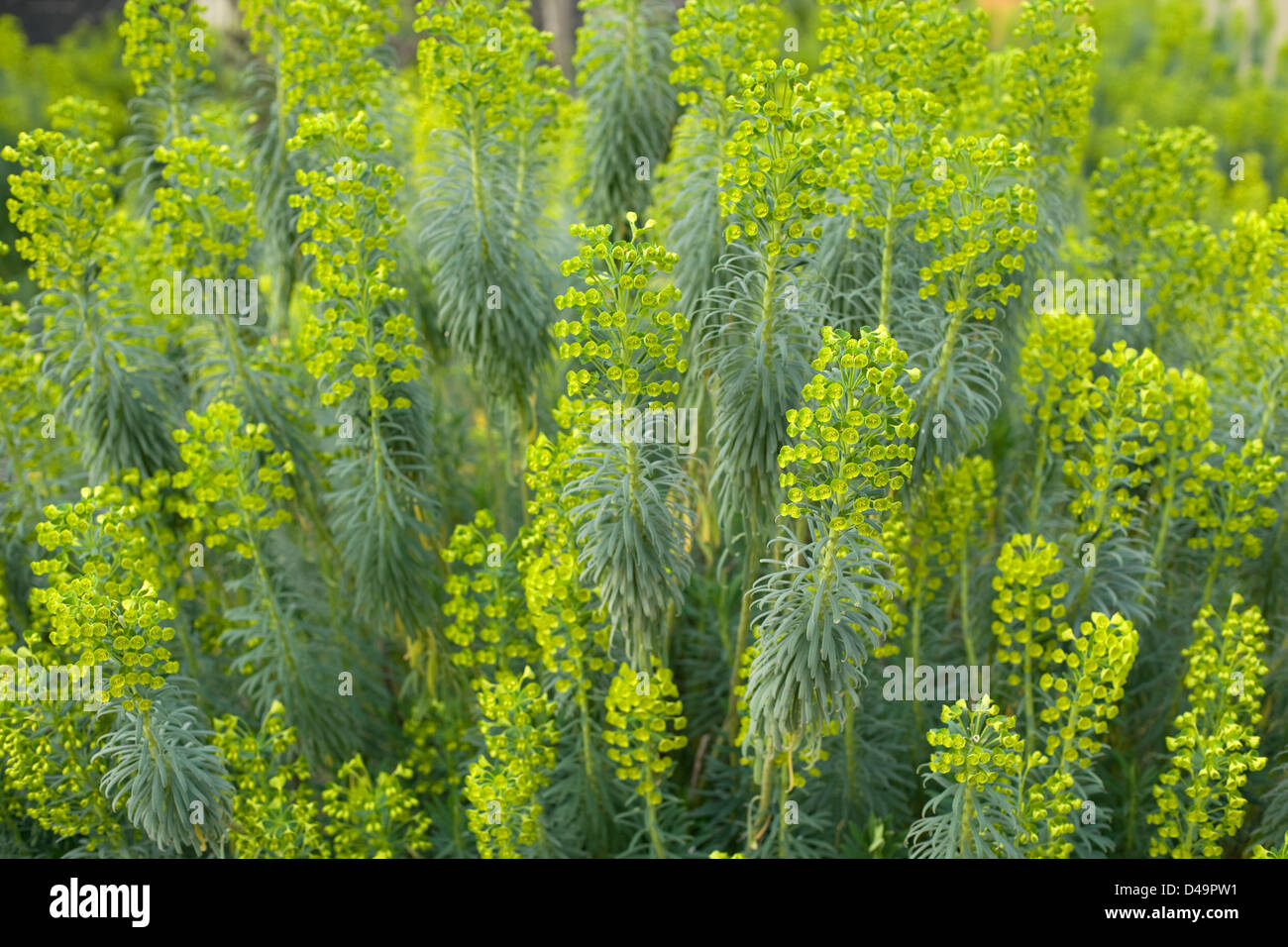 A bush of yellow desert flowers in bloom Stock Photo - Alamy