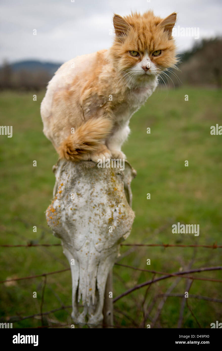 March 9, 2013 - Roseburg, Oregon, U.S - A rather cross looking cat sits ...